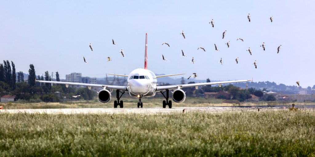 O que é e como o bird strike impacta a aviação? - ABEAR - Associação ...